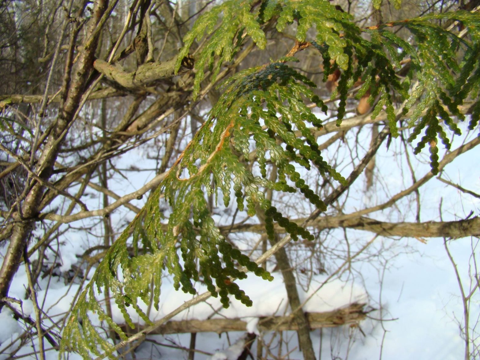 Aren't They All Just Pines? How to ID Needle-Bearing Trees - Cornell ...