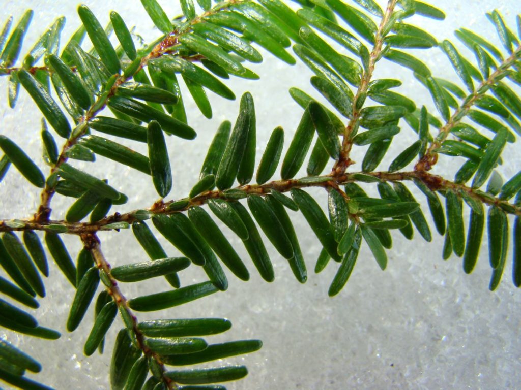 Aren't They All Just Pines? How to ID Needle-Bearing Trees - Cornell ...