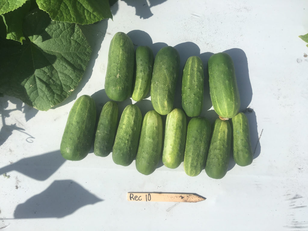 On-Farm Variety Improvement Part II: Selection and Plant Breeding ...