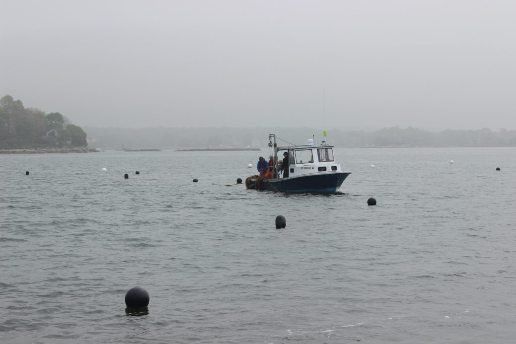 Developing a community of ocean farmers for healthy seas, healthy food ...