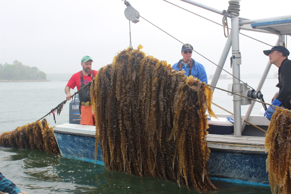Developing a community of ocean farmers for healthy seas, healthy food ...