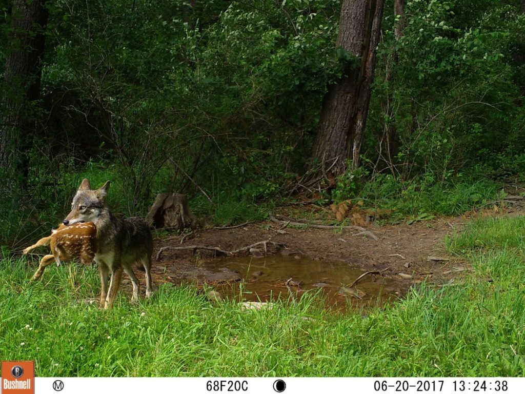 Managing Woodlands to Improve Wildlife Habitat - Cornell Small Farms