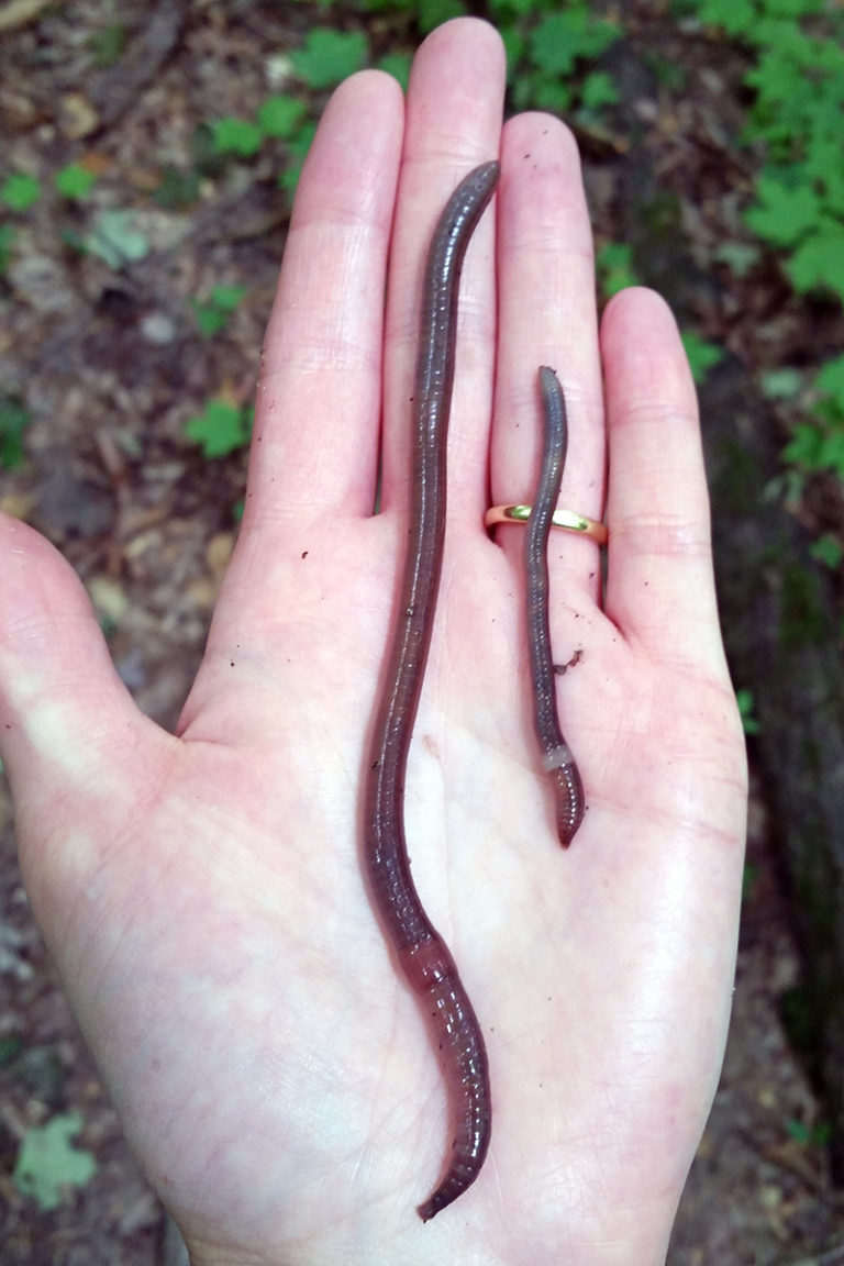 Invasive Worms Threaten Forest Health - Cornell Small Farms