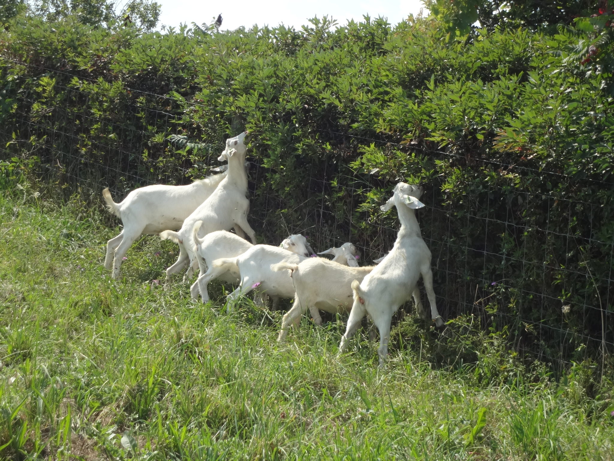 Grazing Goats with Your Flock of Sheep - Cornell Small Farms