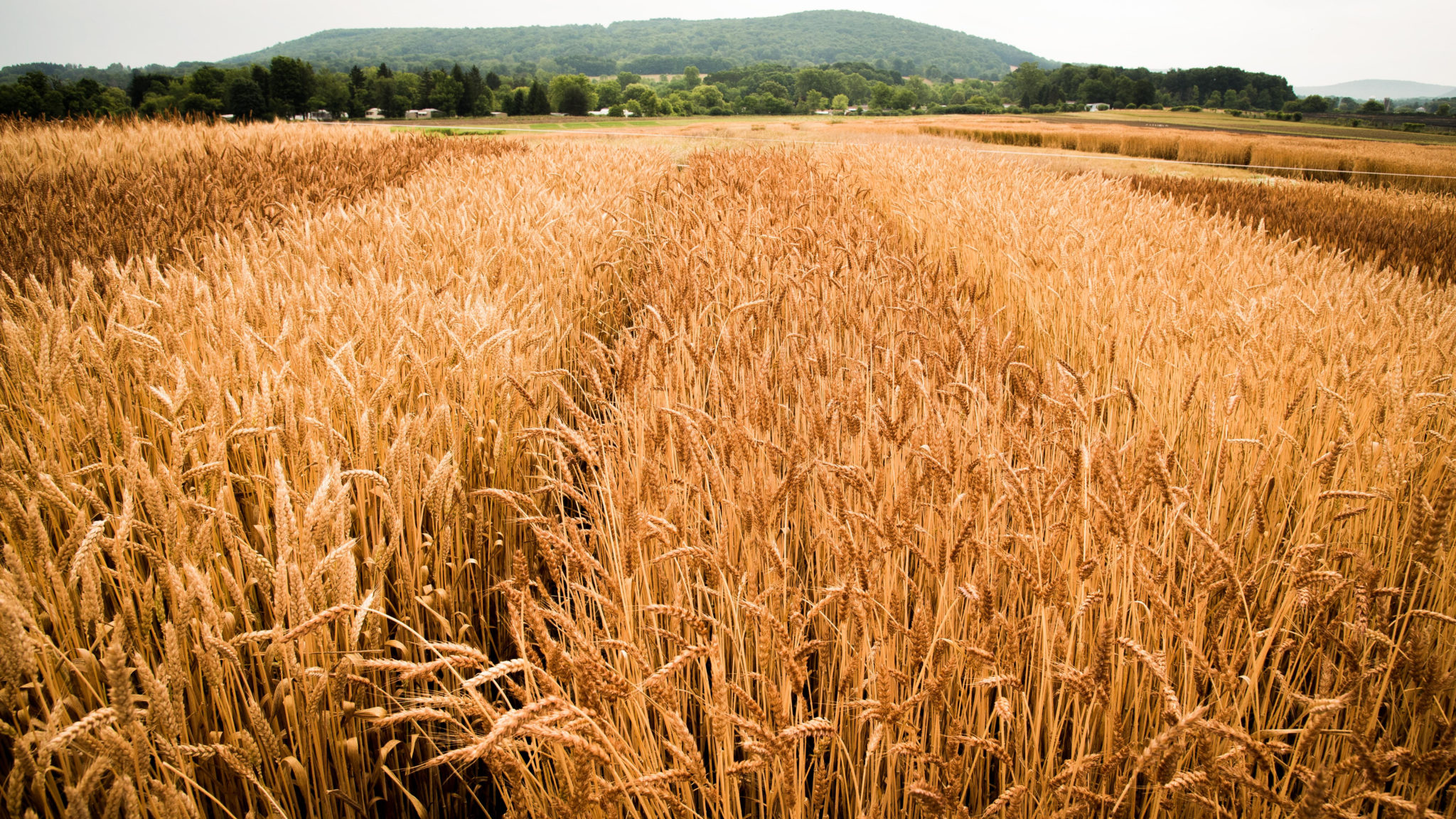 To Grow, or Not to Grow Row Barley? - Cornell Small Farms