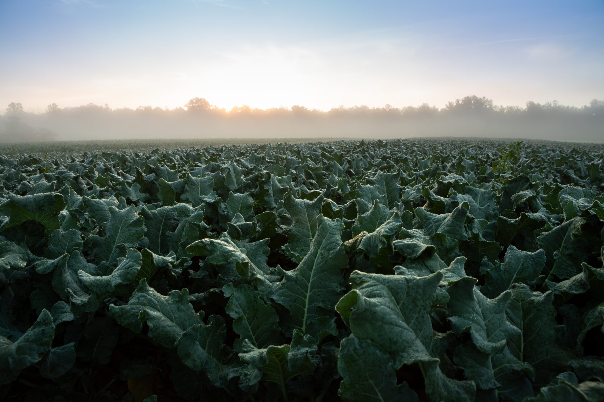 Tracing Broccoli: The Journey from Seed to Table - Cornell Small Farms
