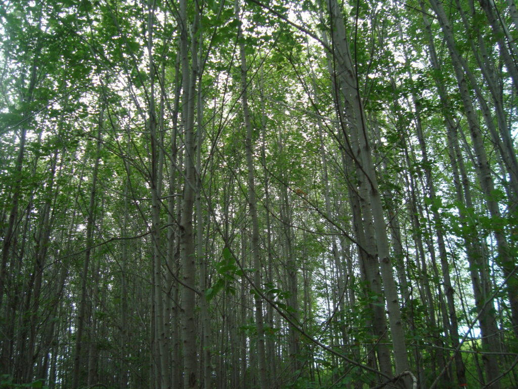 The Benefit of Markets for Managing Low-Grade Trees - Cornell Small Farms