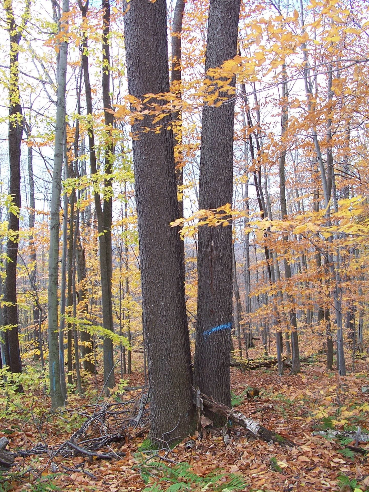 The Benefit of Markets for Managing Low-Grade Trees - Cornell Small Farms