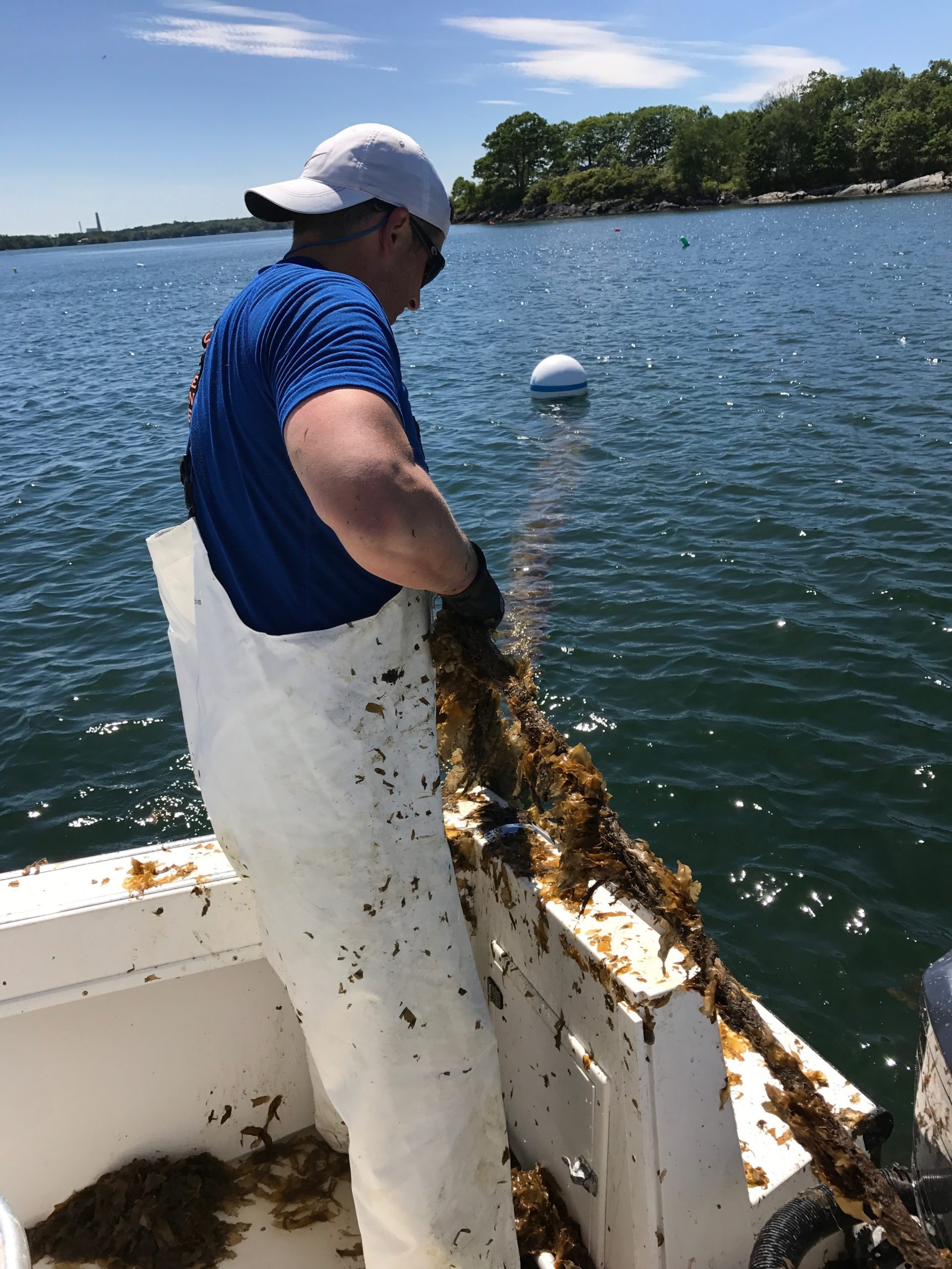 Independent Farmers Explore Seaweed for a Marine Based Economy ...