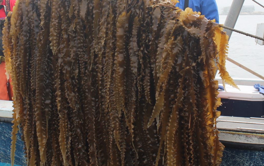 Independent Farmers Explore Seaweed for a Marine Based Economy ...