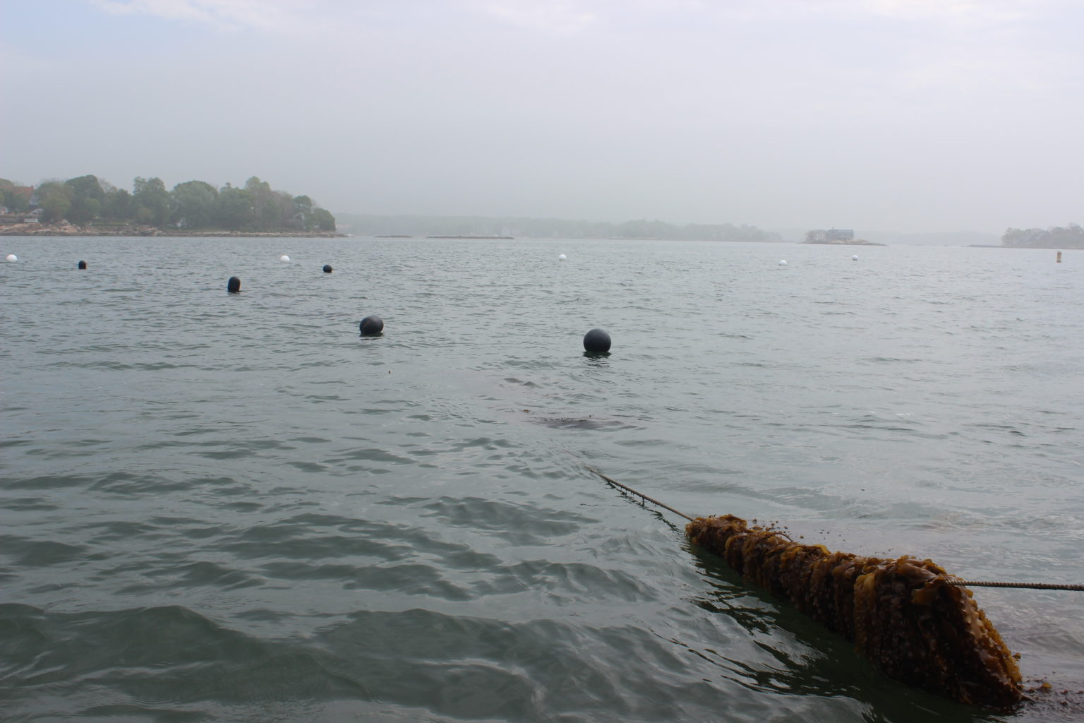 Independent Farmers Explore Seaweed for a Marine Based Economy ...