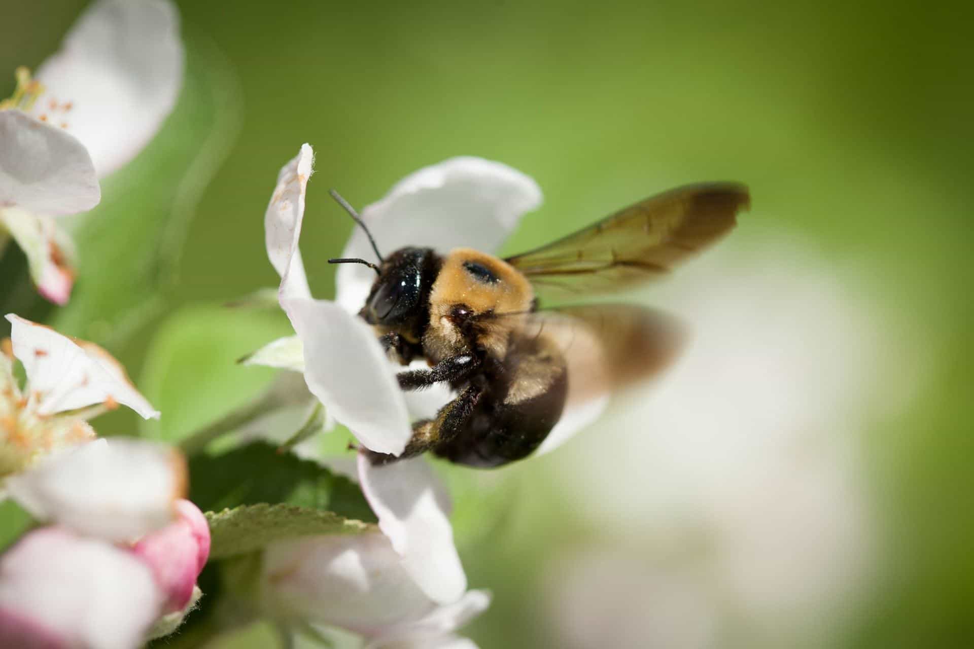 CSAs are Buzzing and So Are Pollinators - Cornell Small Farms