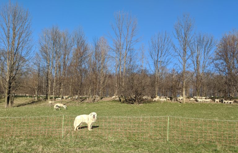 Guardian Dogs for Sheep - Cornell Small Farms