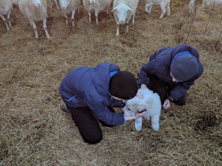 Guardian Dogs for Sheep - Cornell Small Farms