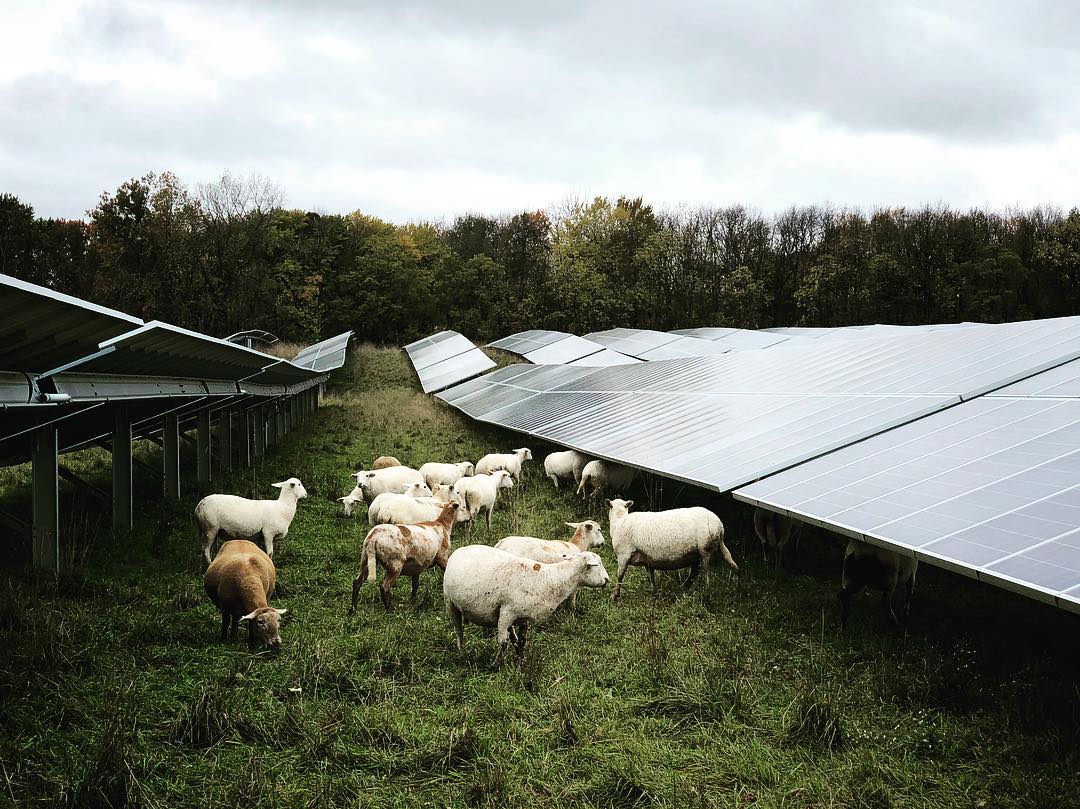 Solar Grazing: Livestock as Landscapers at Utility-Scale Solar Arrays ...