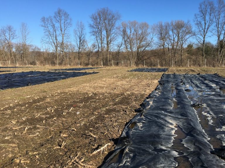 Reduced Tillage Project Uncovers Tarping Impacts for Organic Vegetable ...