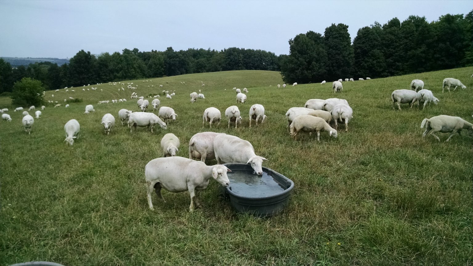 Watering the Flock - Cornell Small Farms