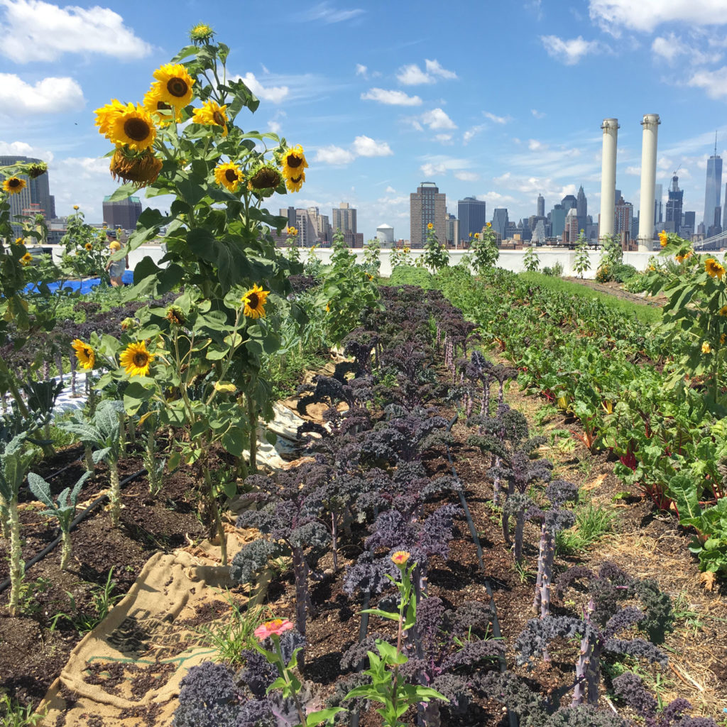 Urban Ag Archives - Cornell Small Farms