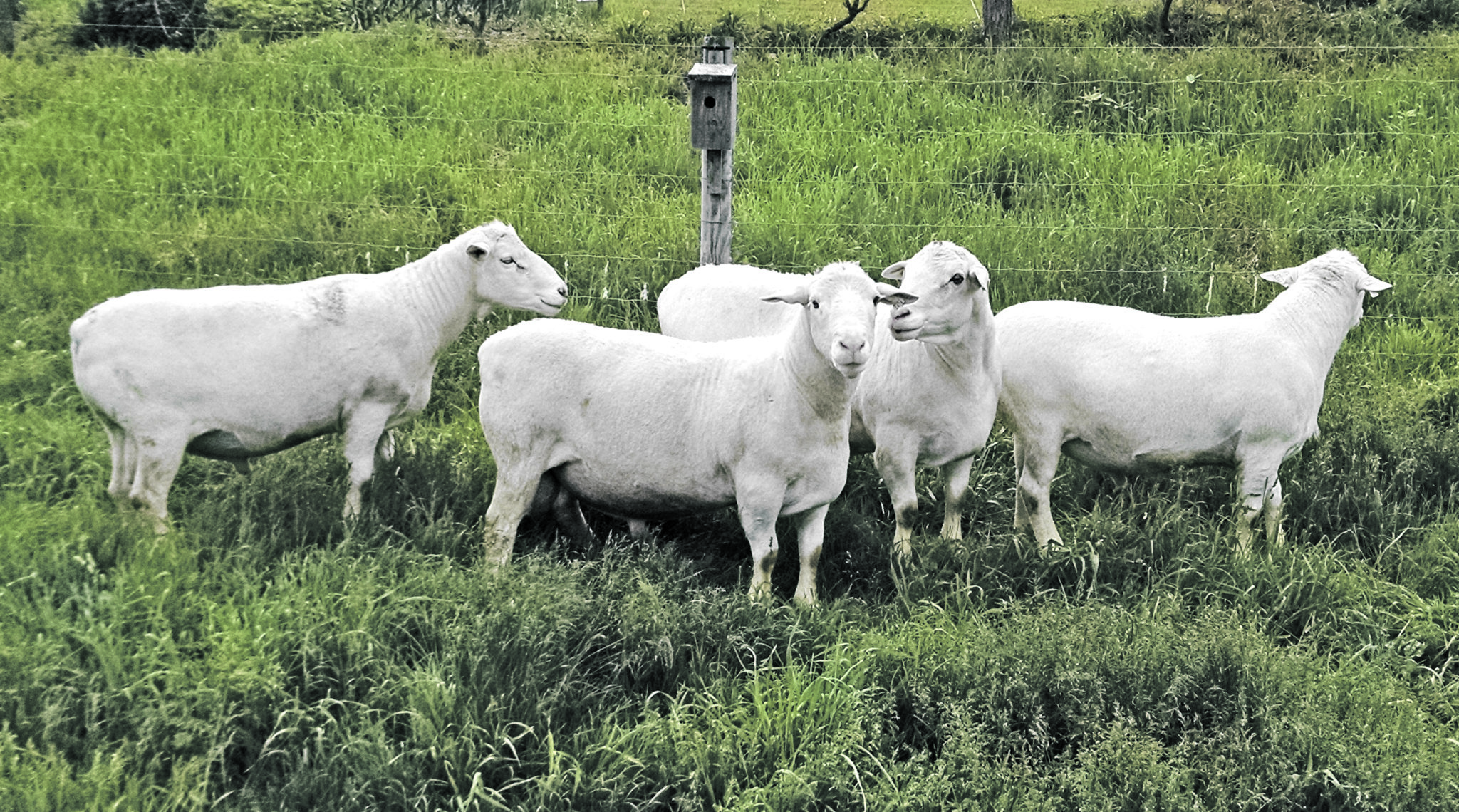 Caring for Rams Beyond Breeding Season - Cornell Small Farms
