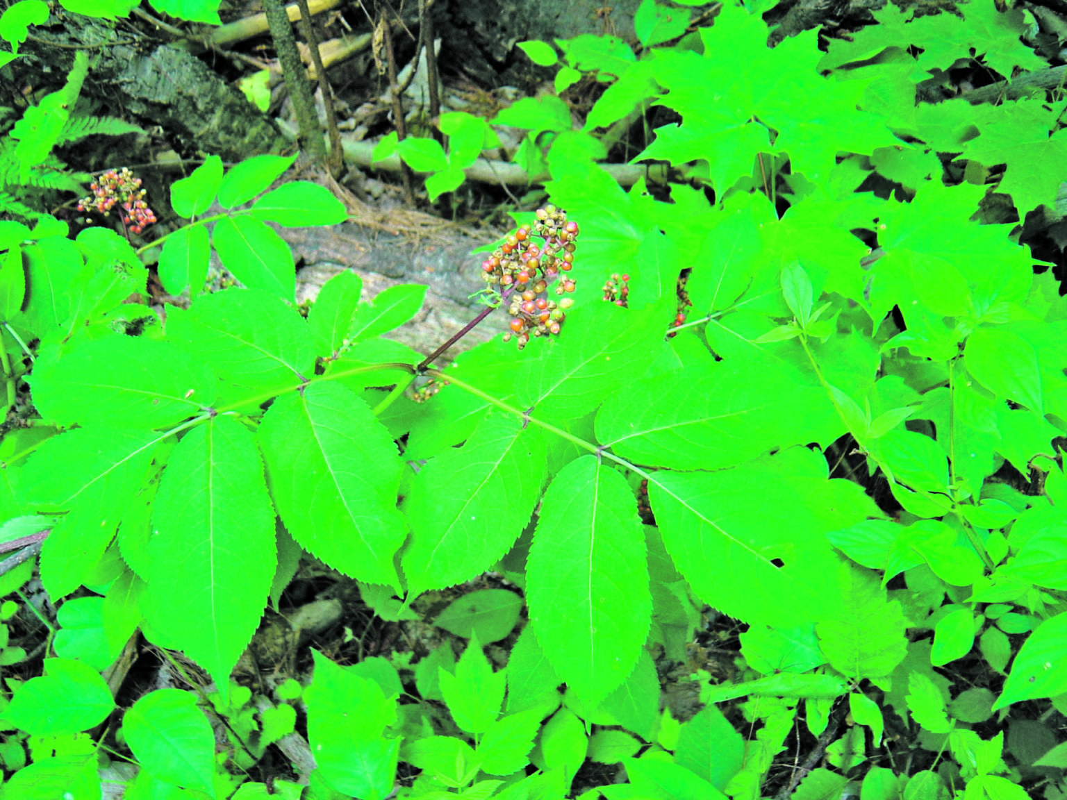 Features of Trees Useful for Identification - Cornell Small Farms