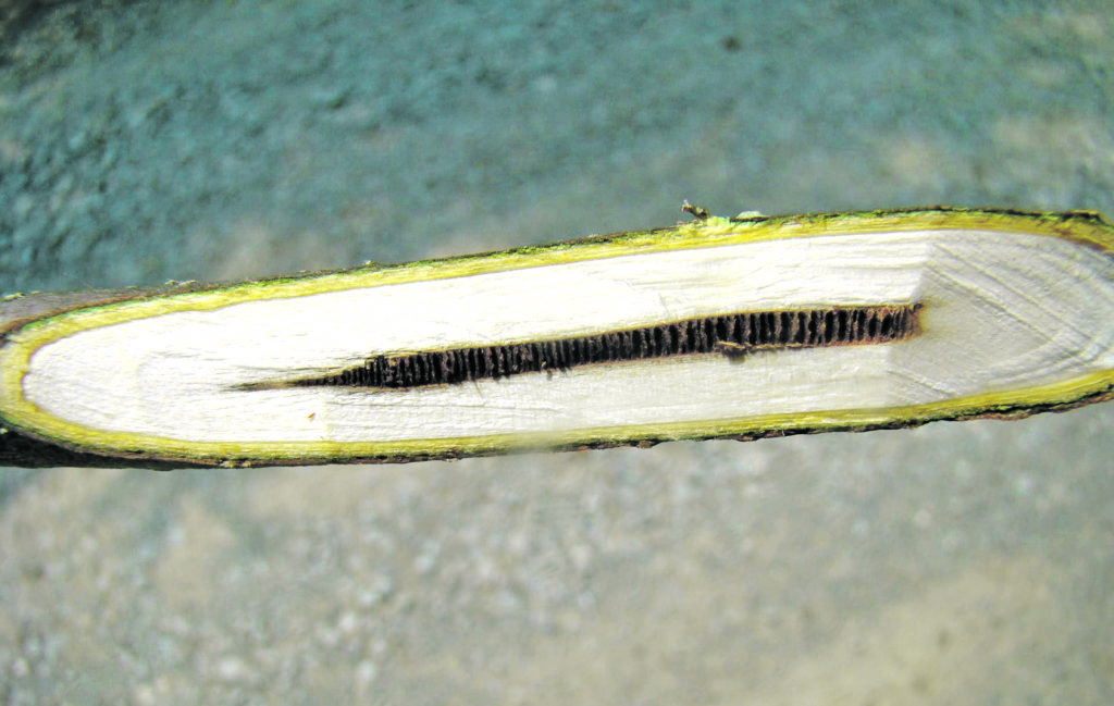 Features of Trees Useful for Identification - Cornell Small Farms