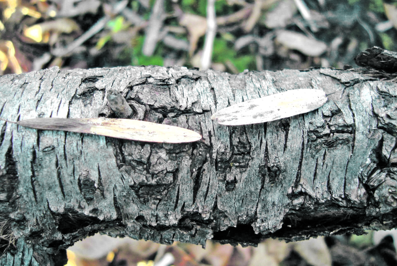 Features of Trees Useful for Identification - Cornell Small Farms