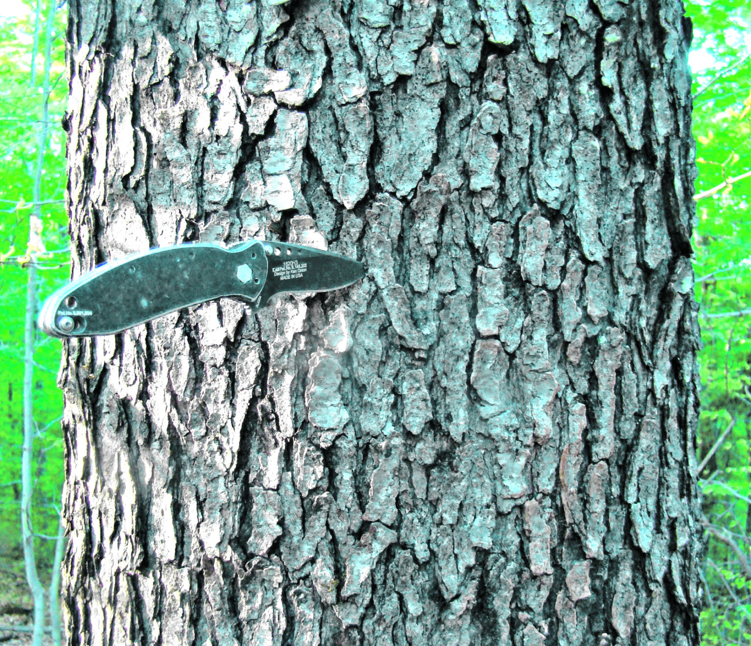 Features of Trees Useful for Identification - Cornell Small Farms