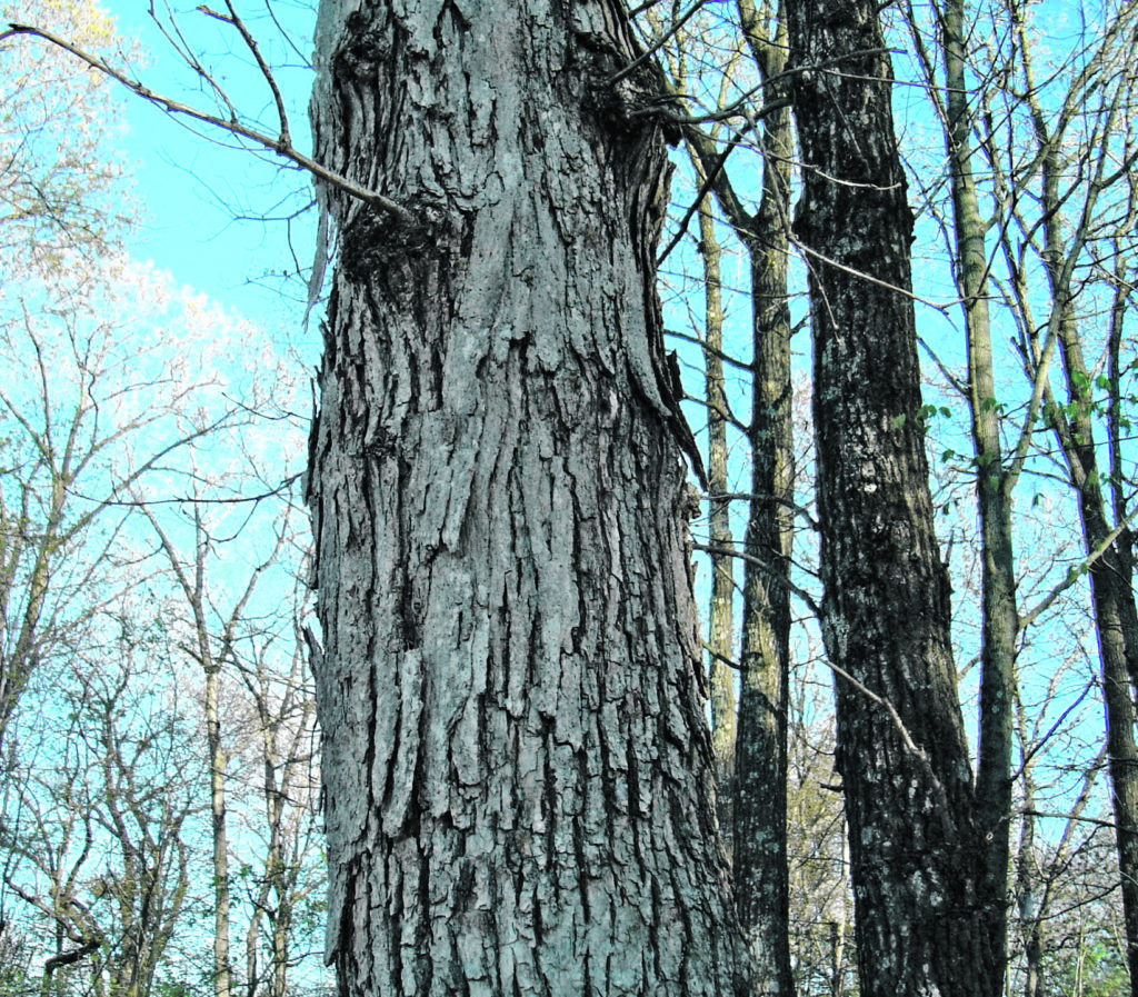 Features of Trees Useful for Identification - Cornell Small Farms