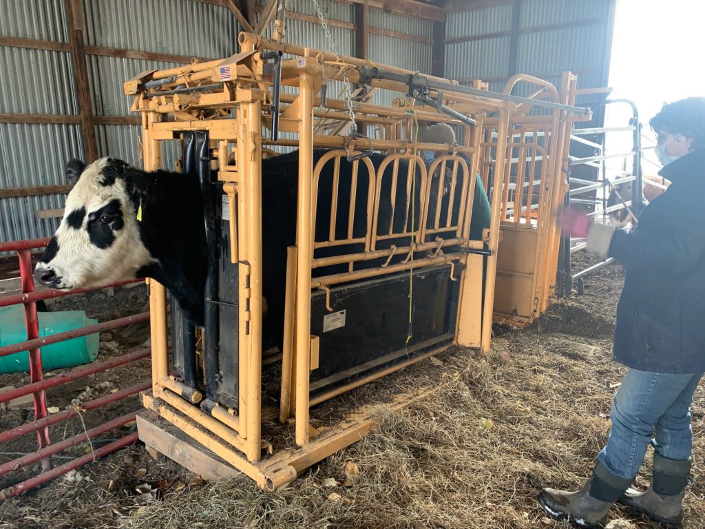 Beef Handling and Feeding Equipment Considerations - Cornell Small Farms