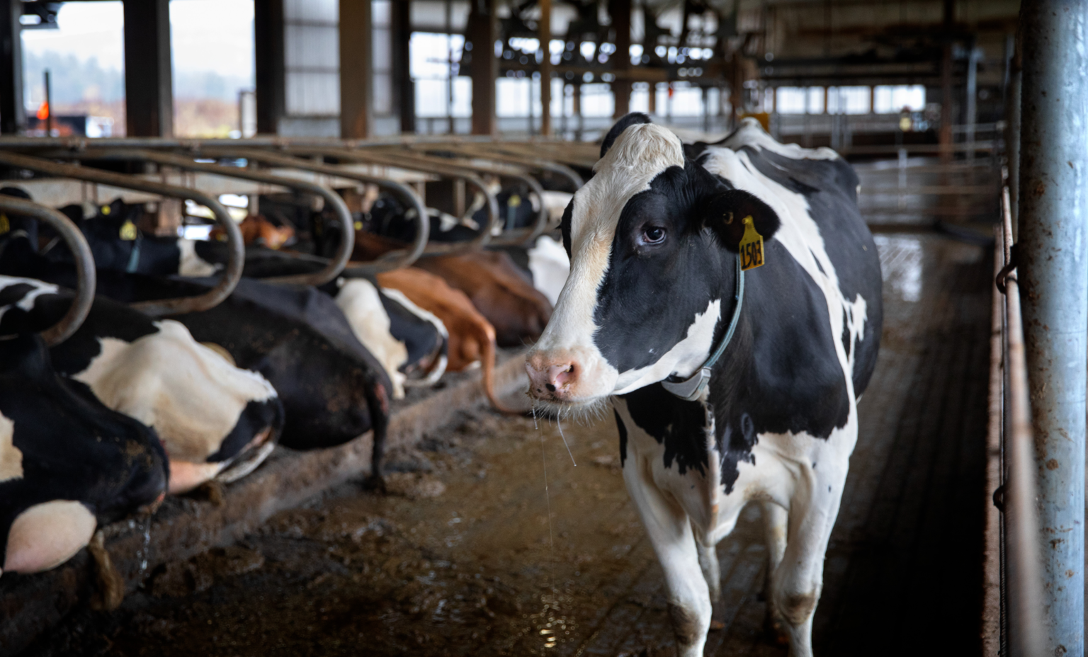 Older Cows Are More Profitable - Cornell Small Farms
