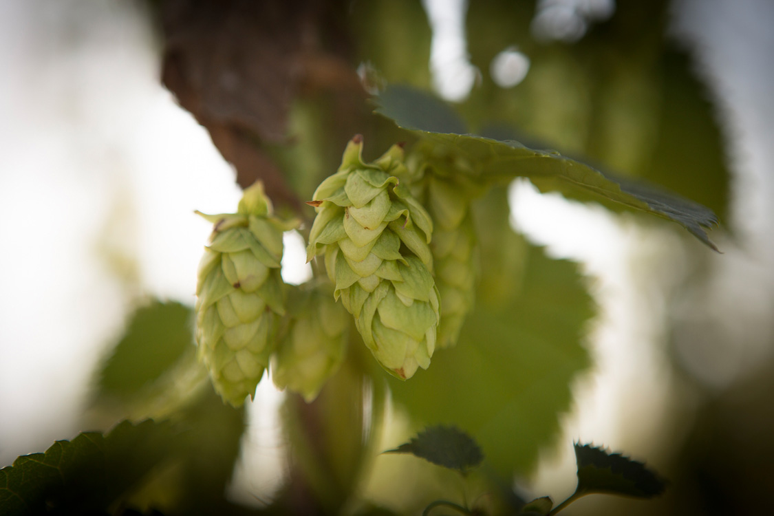 Hops Breeding Program to Support Better New York Varieties - Cornell ...