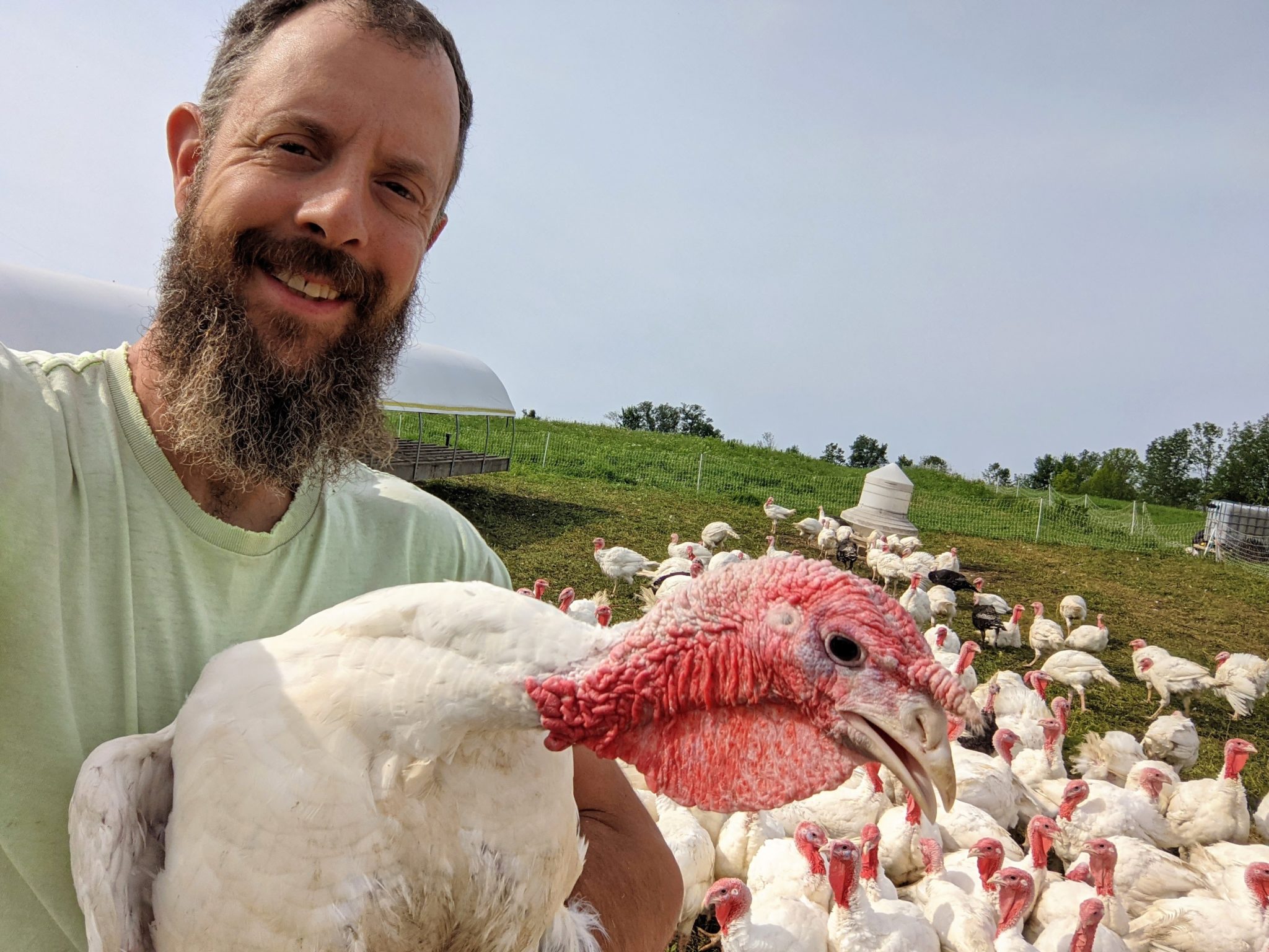 Getting Started with Pasture Raised Turkeys - Cornell Small Farms