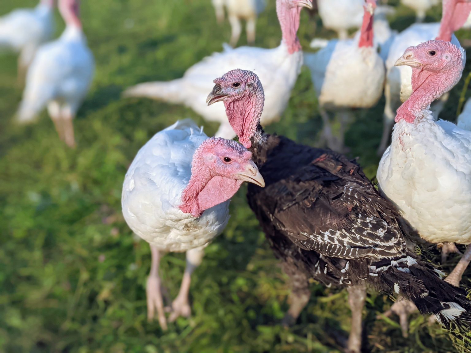 Getting Started with Pasture Raised Turkeys - Cornell Small Farms
