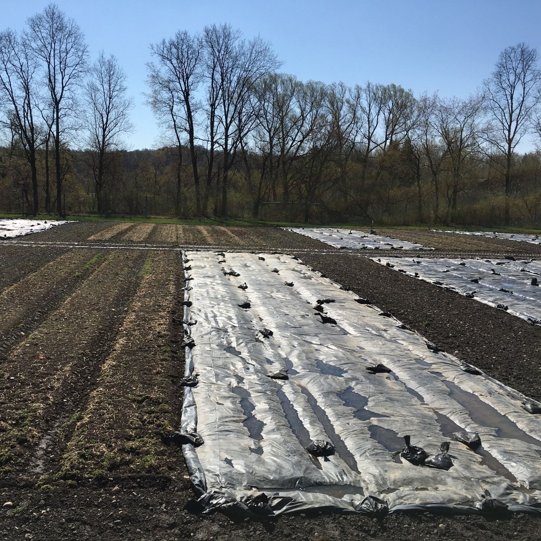 Our Summer of Reduced Tillage Research in Photos - Cornell Small Farms