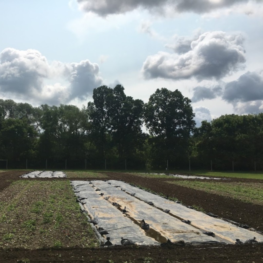 Our Summer of Reduced Tillage Research in Photos - Cornell Small Farms