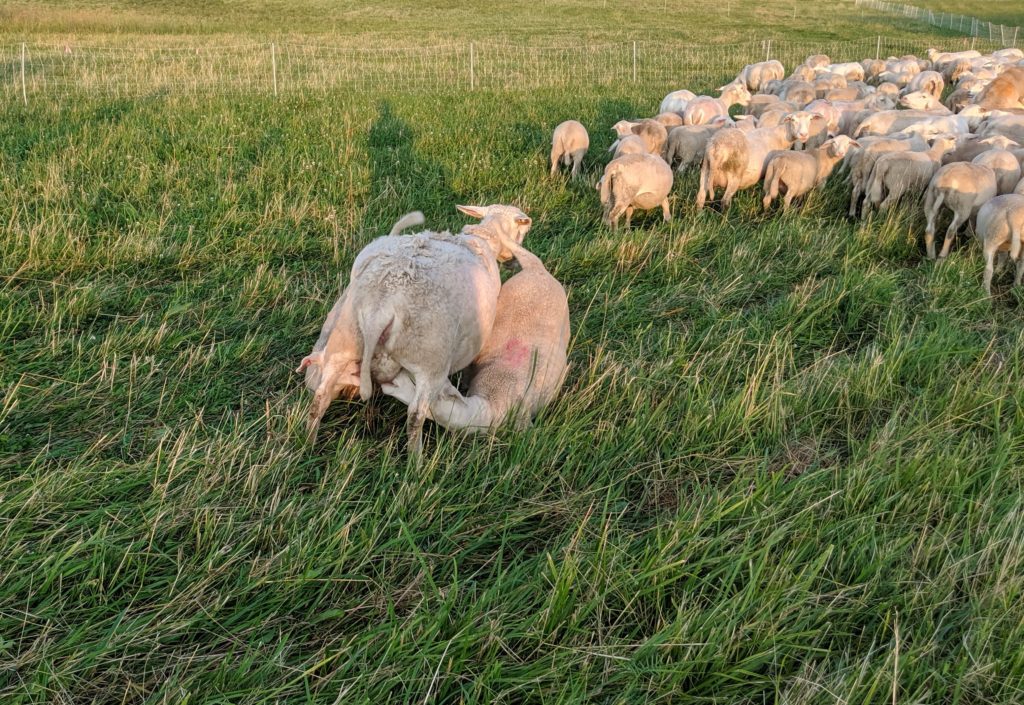 Mastitis in Sheep - Cornell Small Farms