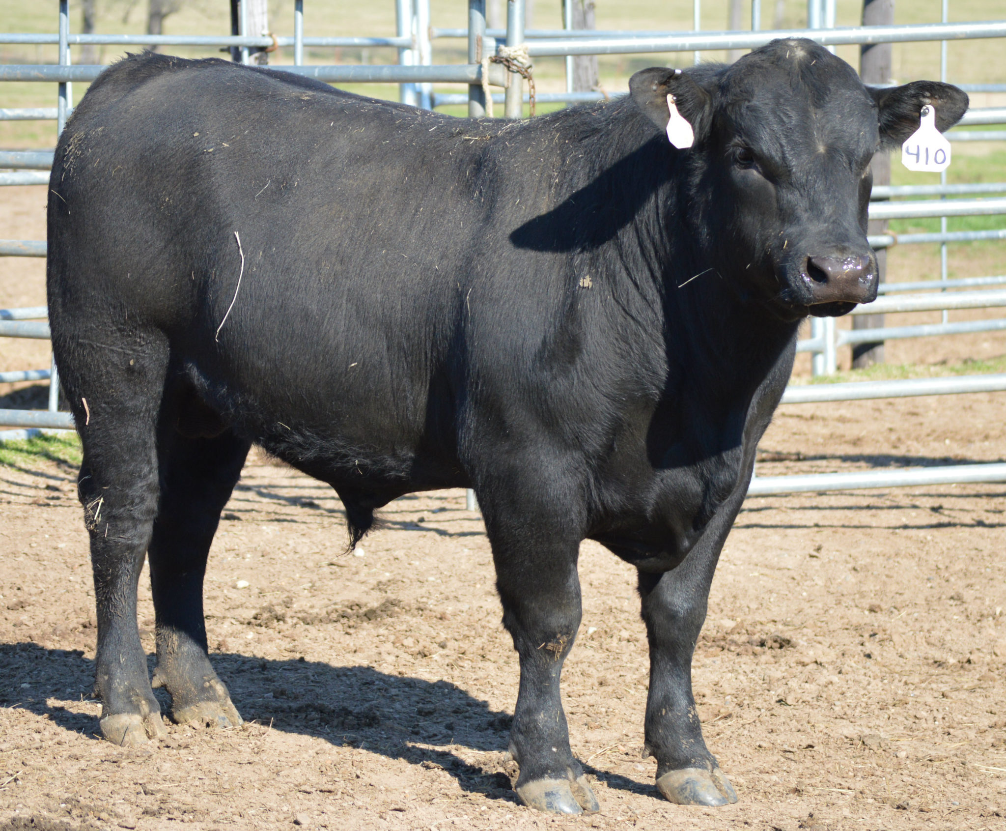Staying Safe Around Beef Cattle - Cornell Small Farms