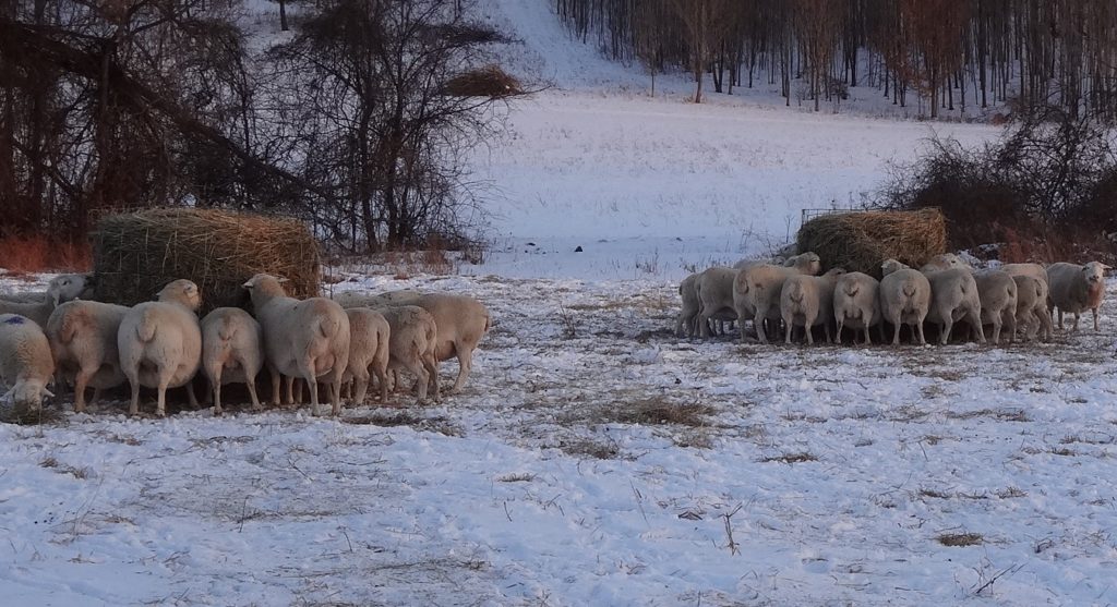 Docking Sheep Tails - Cornell Small Farms