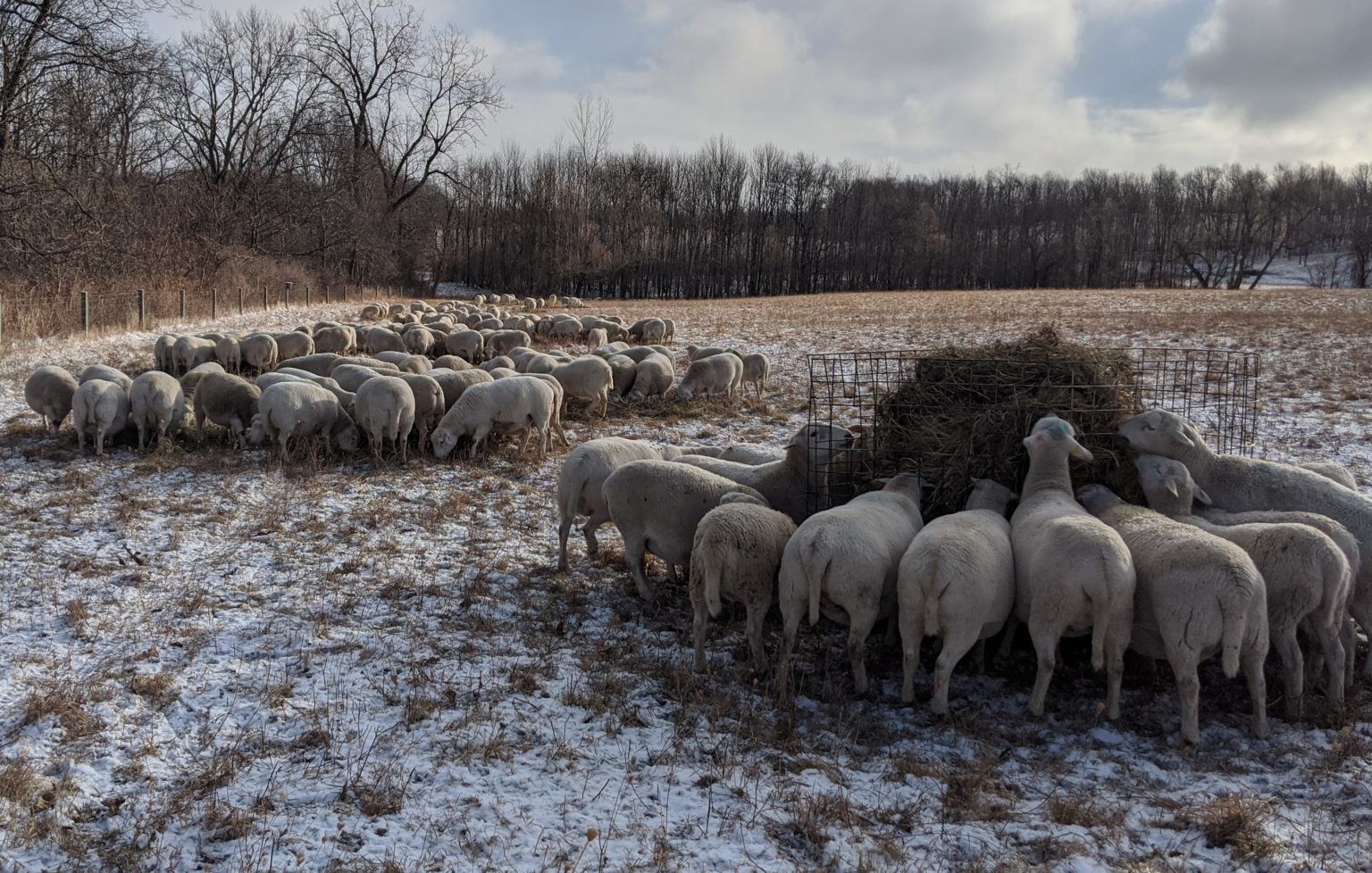 Docking Sheep Tails - Cornell Small Farms