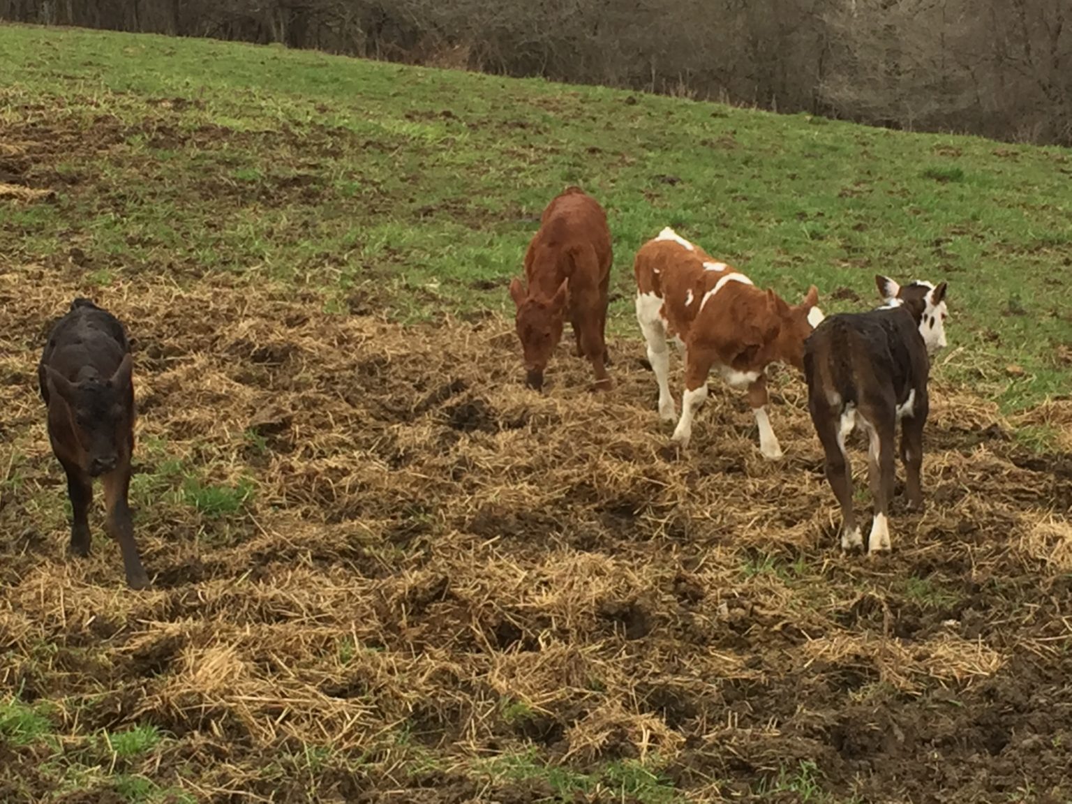 Preparing Your Beef Cows for Springtime Calving - Cornell Small Farms