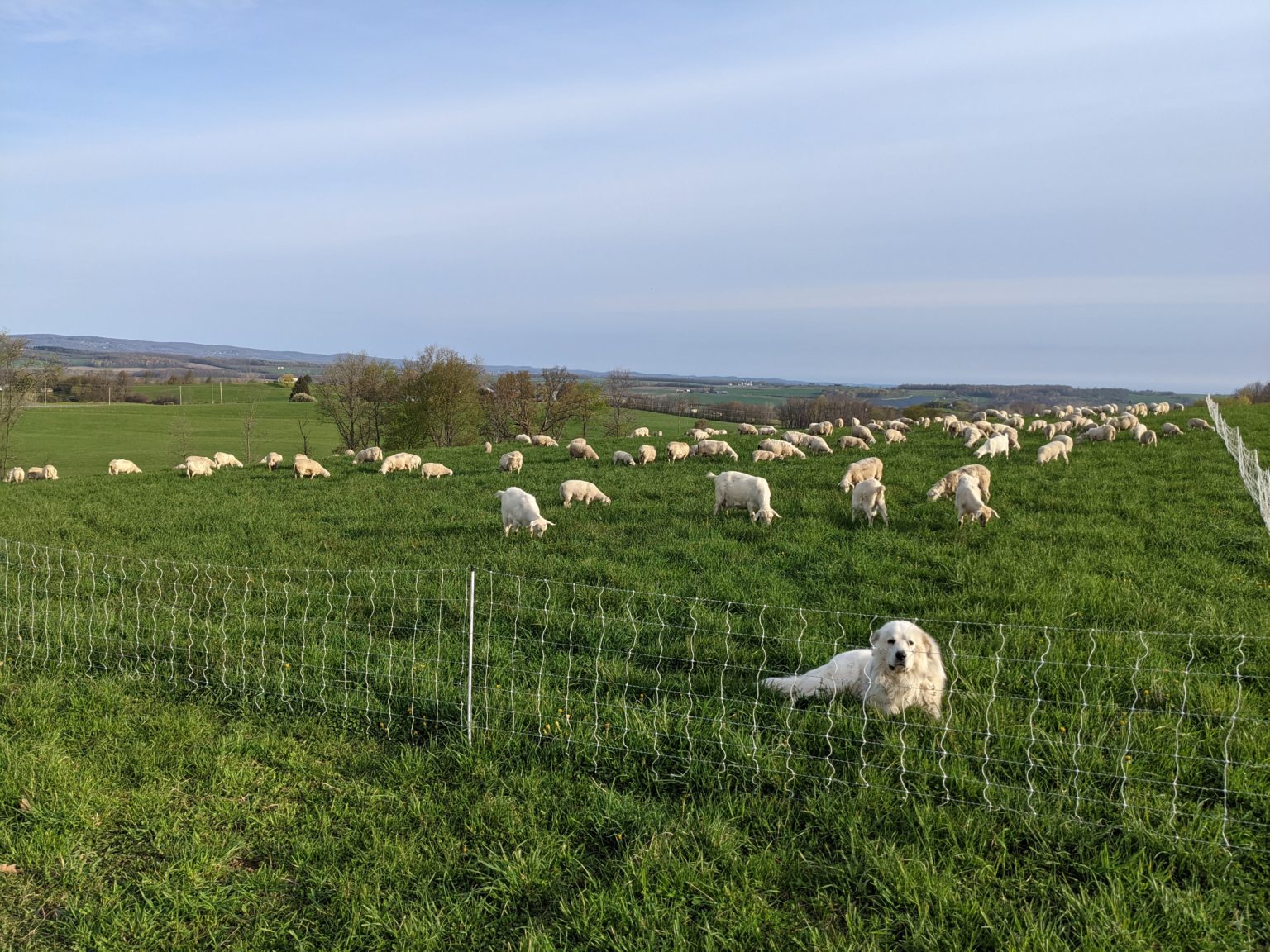 Pasture Rest - Cornell Small Farms