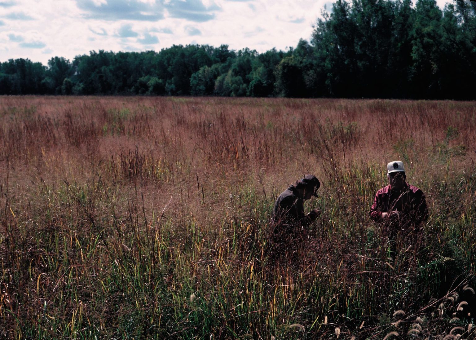 For the Love of the Wild: Livestock Pastures as Wildlife Habitat ...
