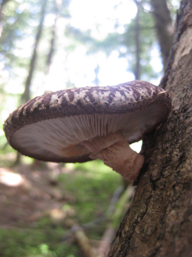 Harvesting Shiitake - Cornell Small Farms