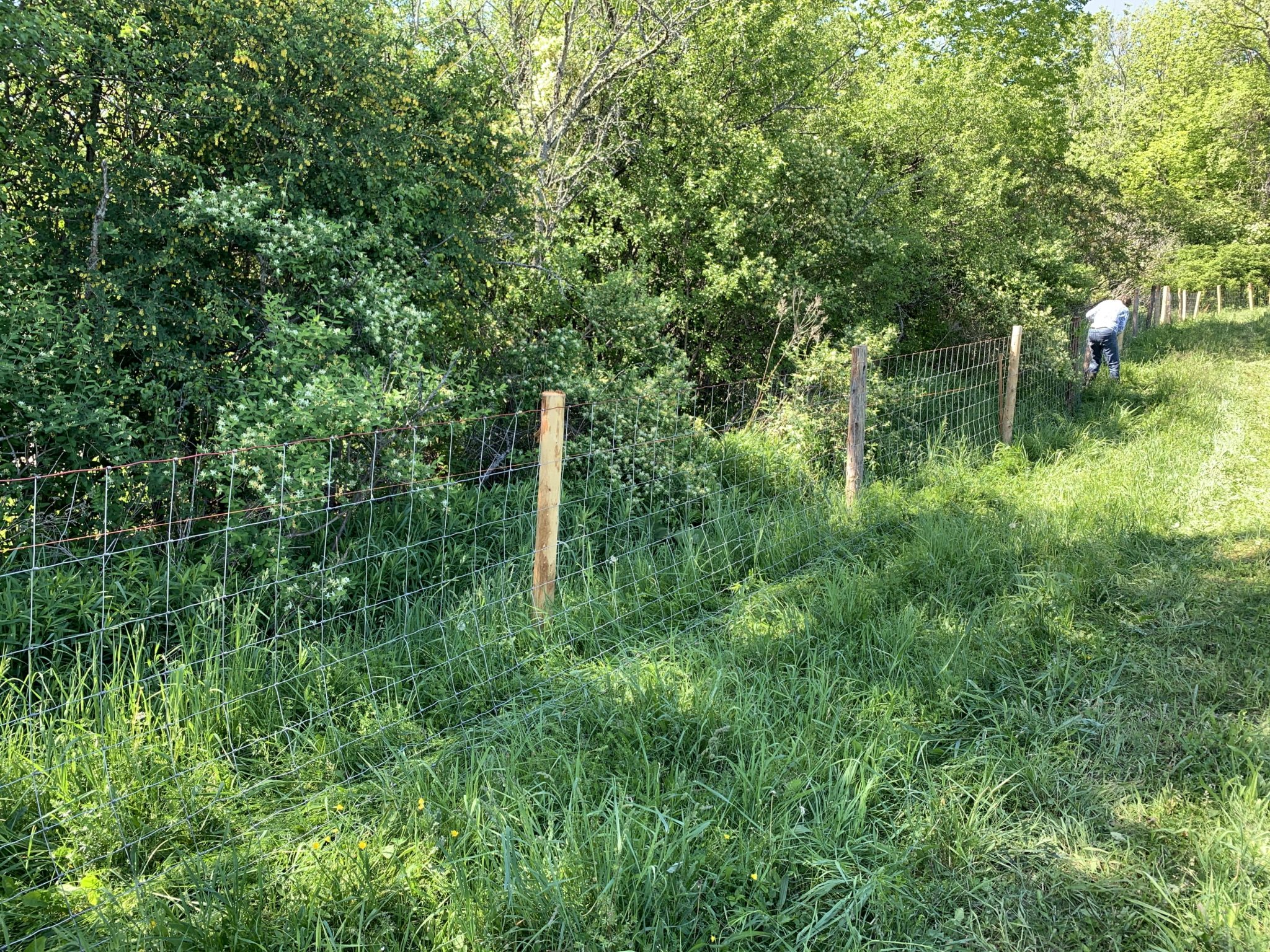 Some Fencing and Grazing Considerations for Beef Cattle - Cornell Small ...