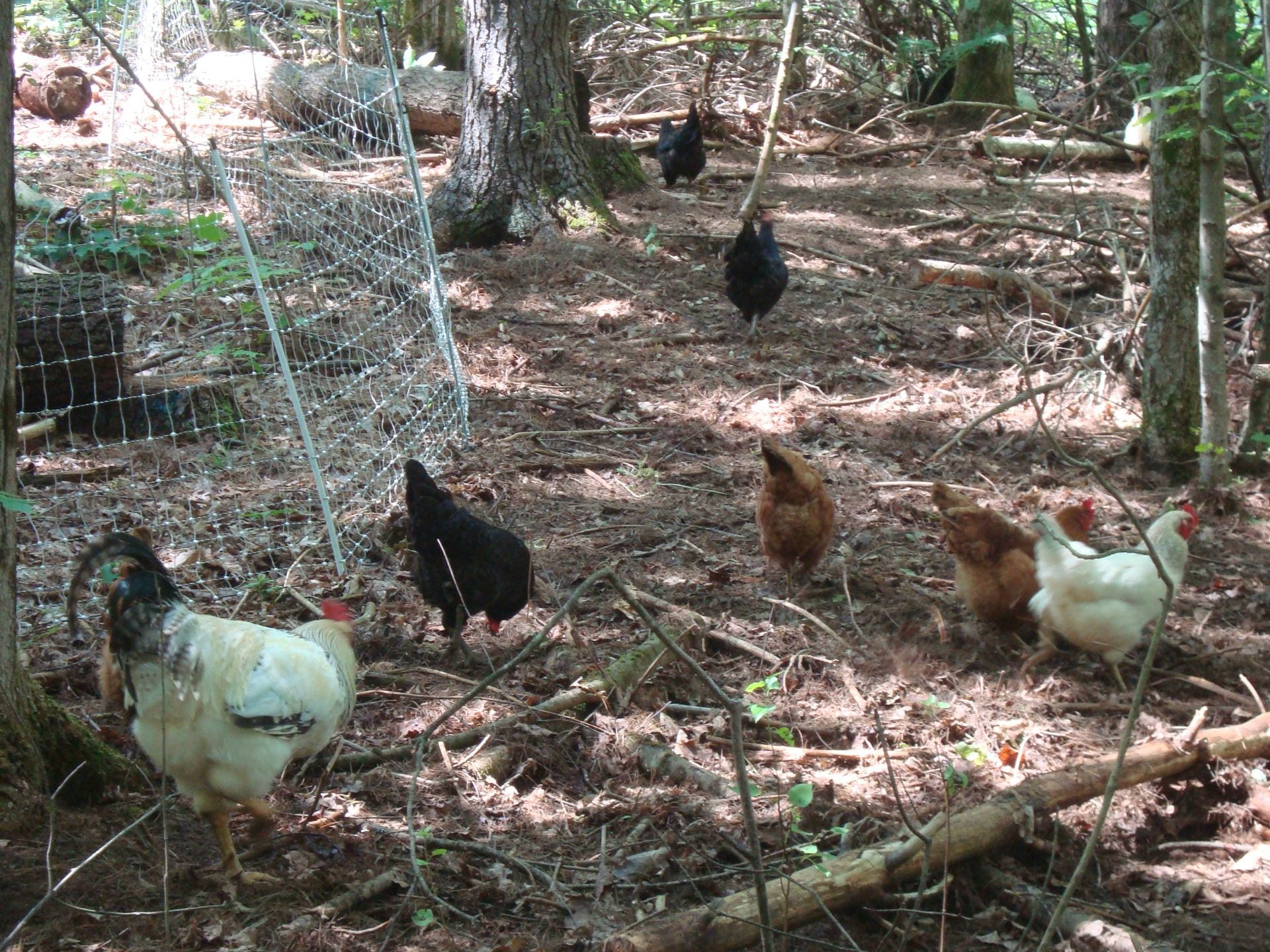 Assessing Woodlands for Silvopasture - Cornell Small Farms