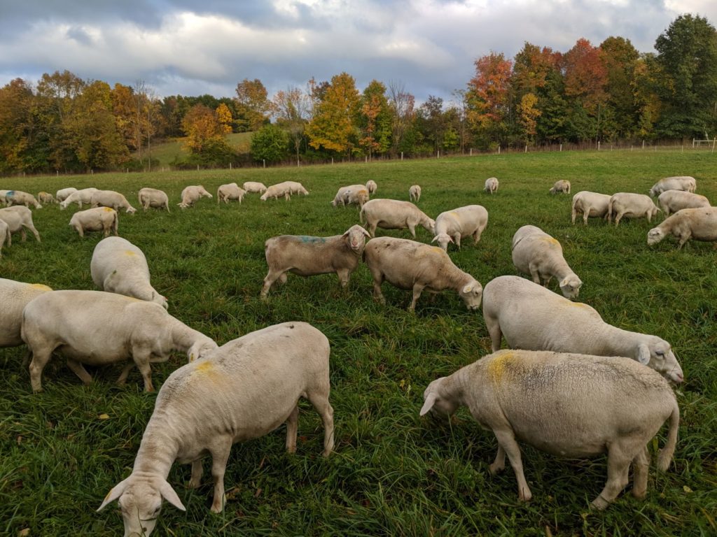 Summer 2022 - Cornell Small Farms
