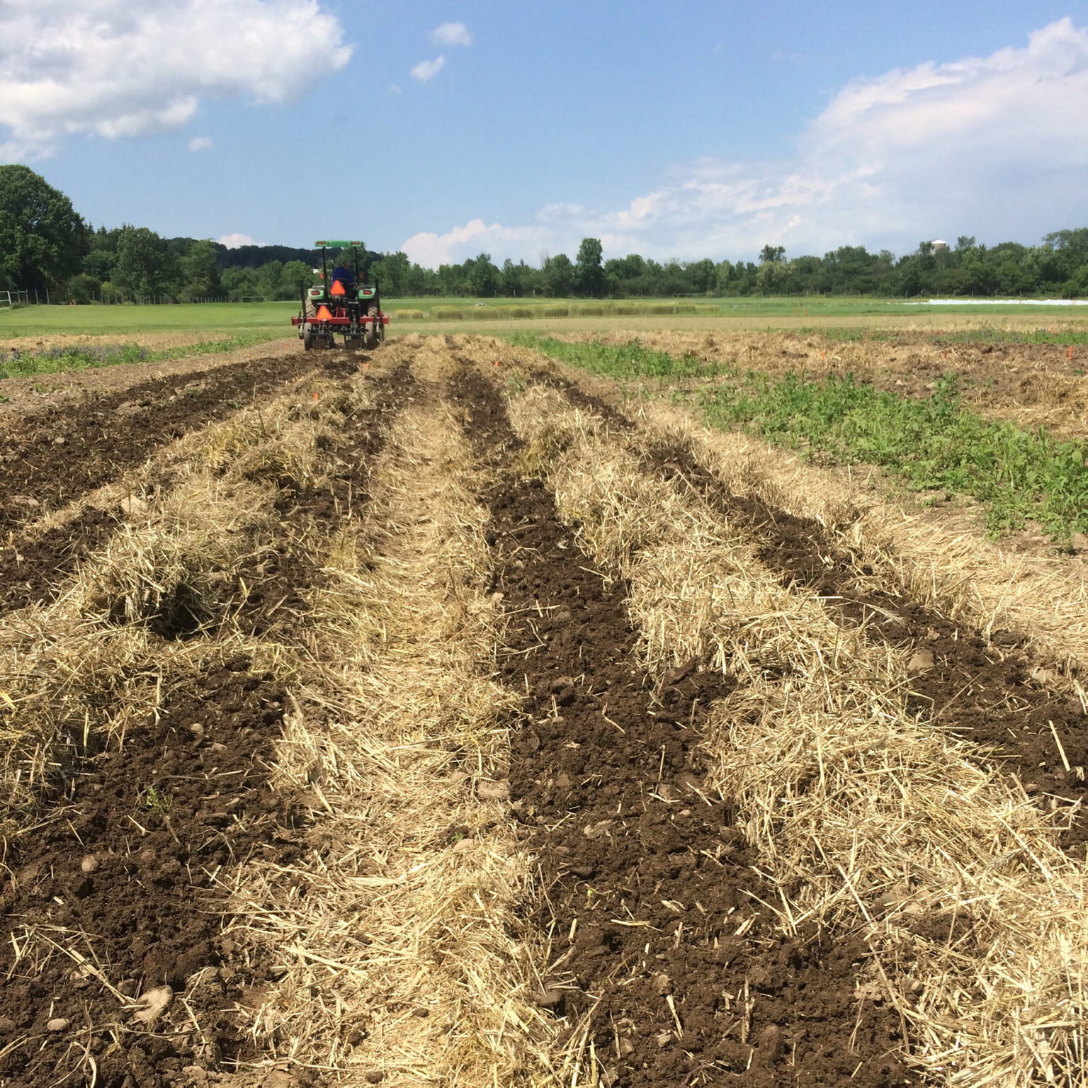 Reduced Tillage Archives - Cornell Small Farms