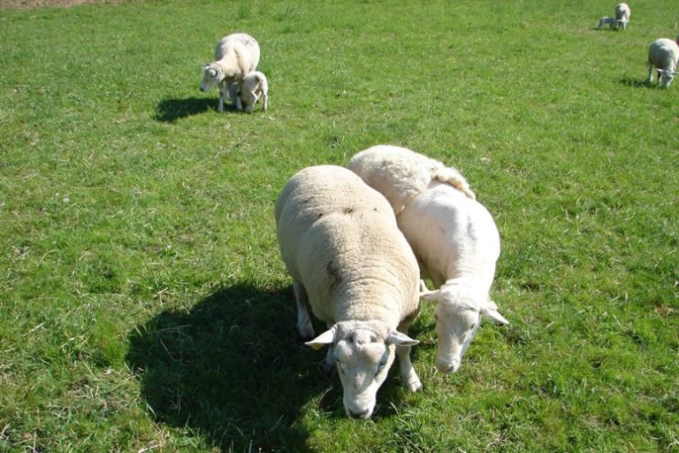 Upgrading a Flock of Hair Sheep - Cornell Small Farms