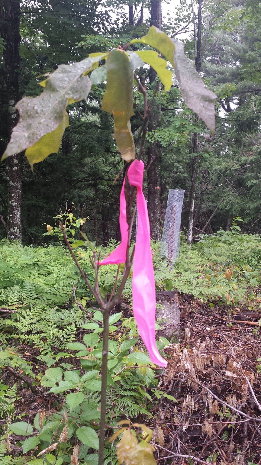 Anticipating the Next Forest: Ecology and Management for Sustaining ...