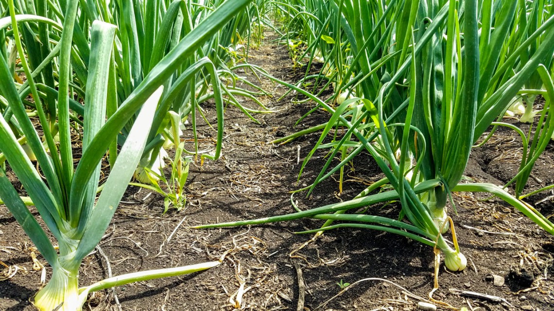 Yield Of Onions : Top 10 health benefits of onions – NHMRJ